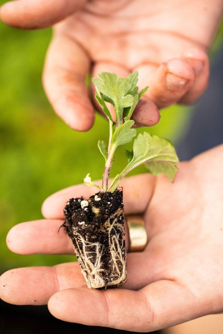 Heirloom Mum Rooted Cuttings – Clara Joyce Flowers