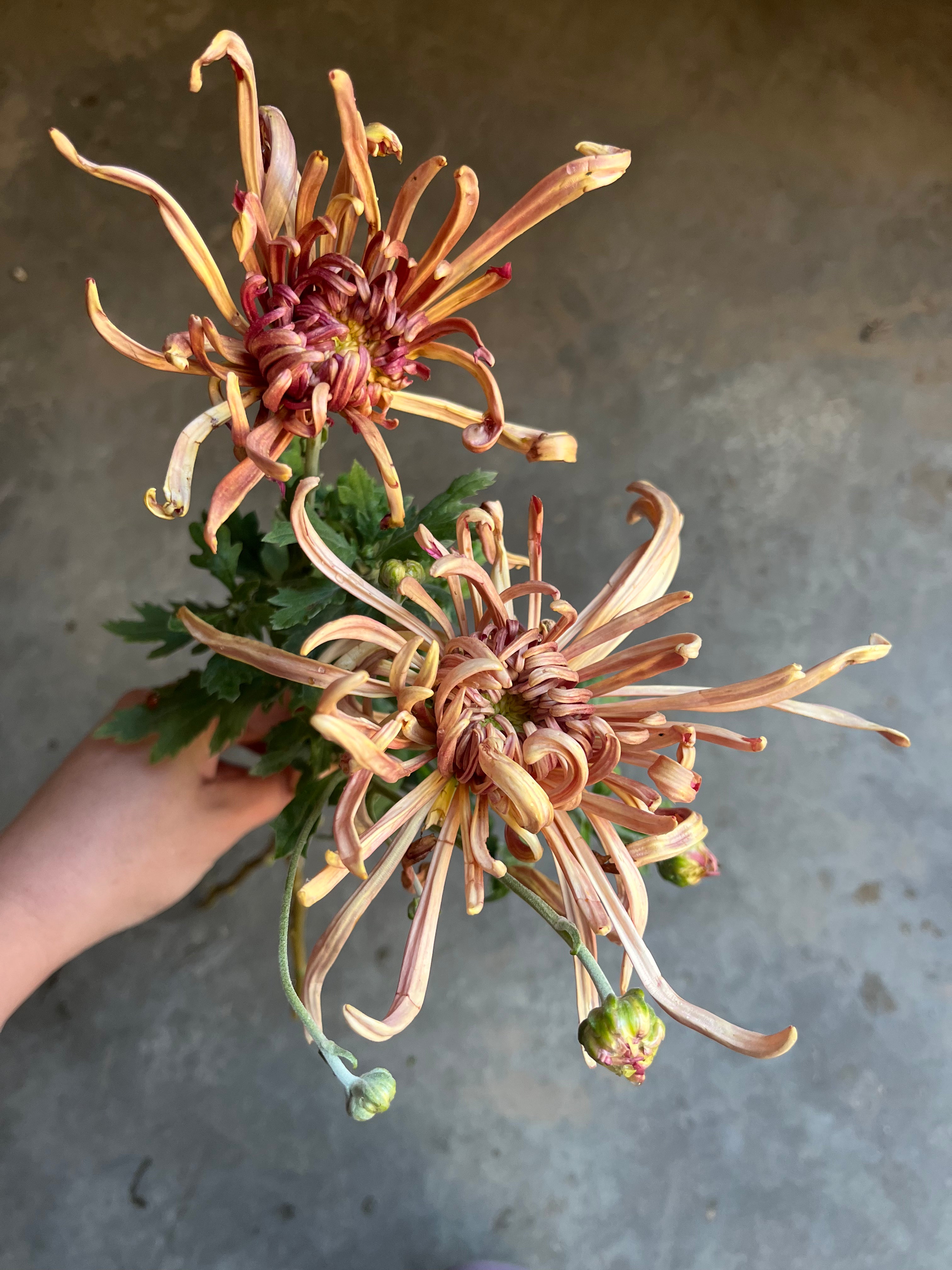 RC- Chrysanthemum 'Mocha' (4 pack) – Clara Joyce Flowers