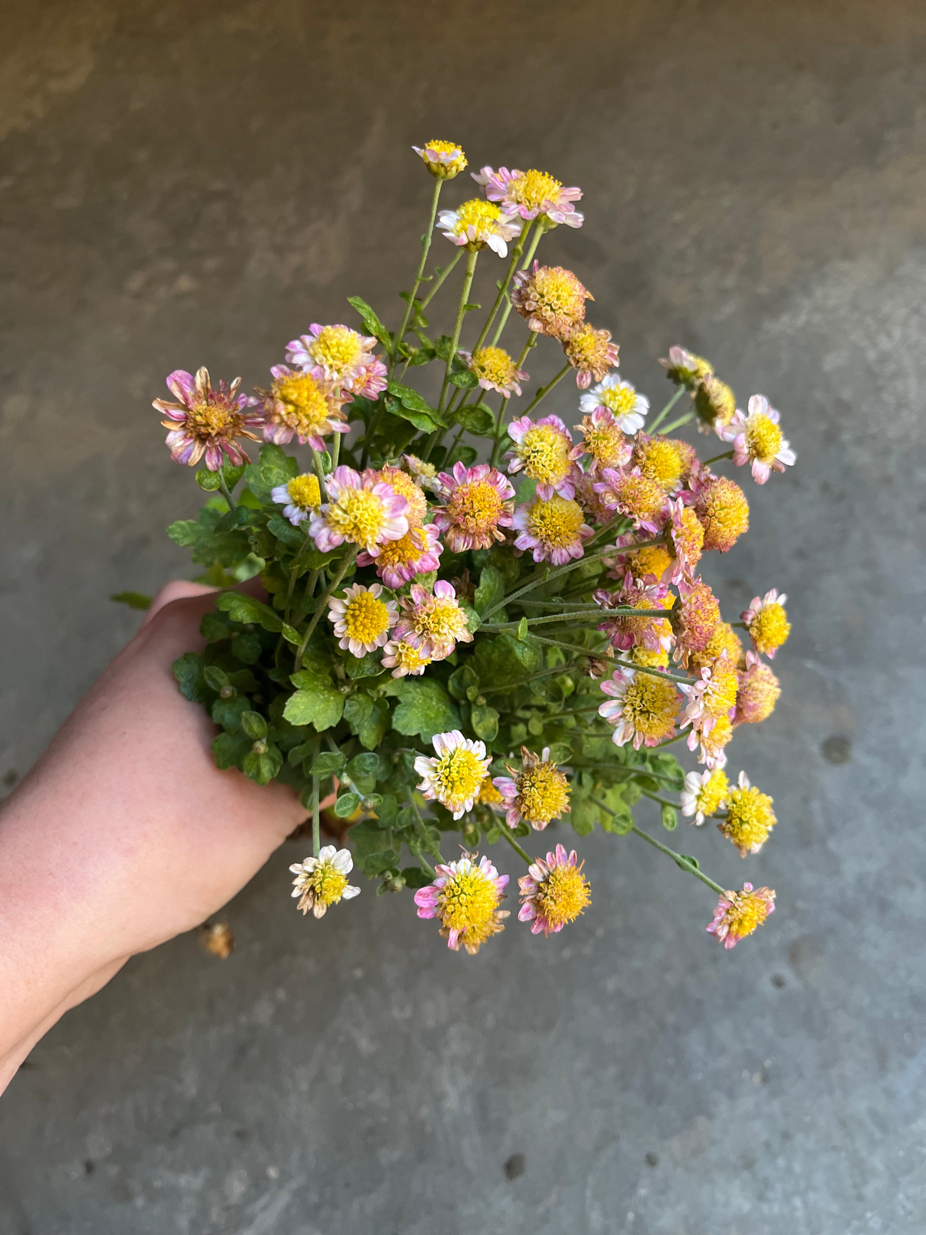 RC- Chrysanthemum 'Rome' (4 pack) – Clara Joyce Flowers