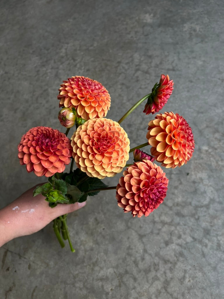 RC- Dahlia 'Valley Rust Bucket' (4 pack) – Clara Joyce Flowers