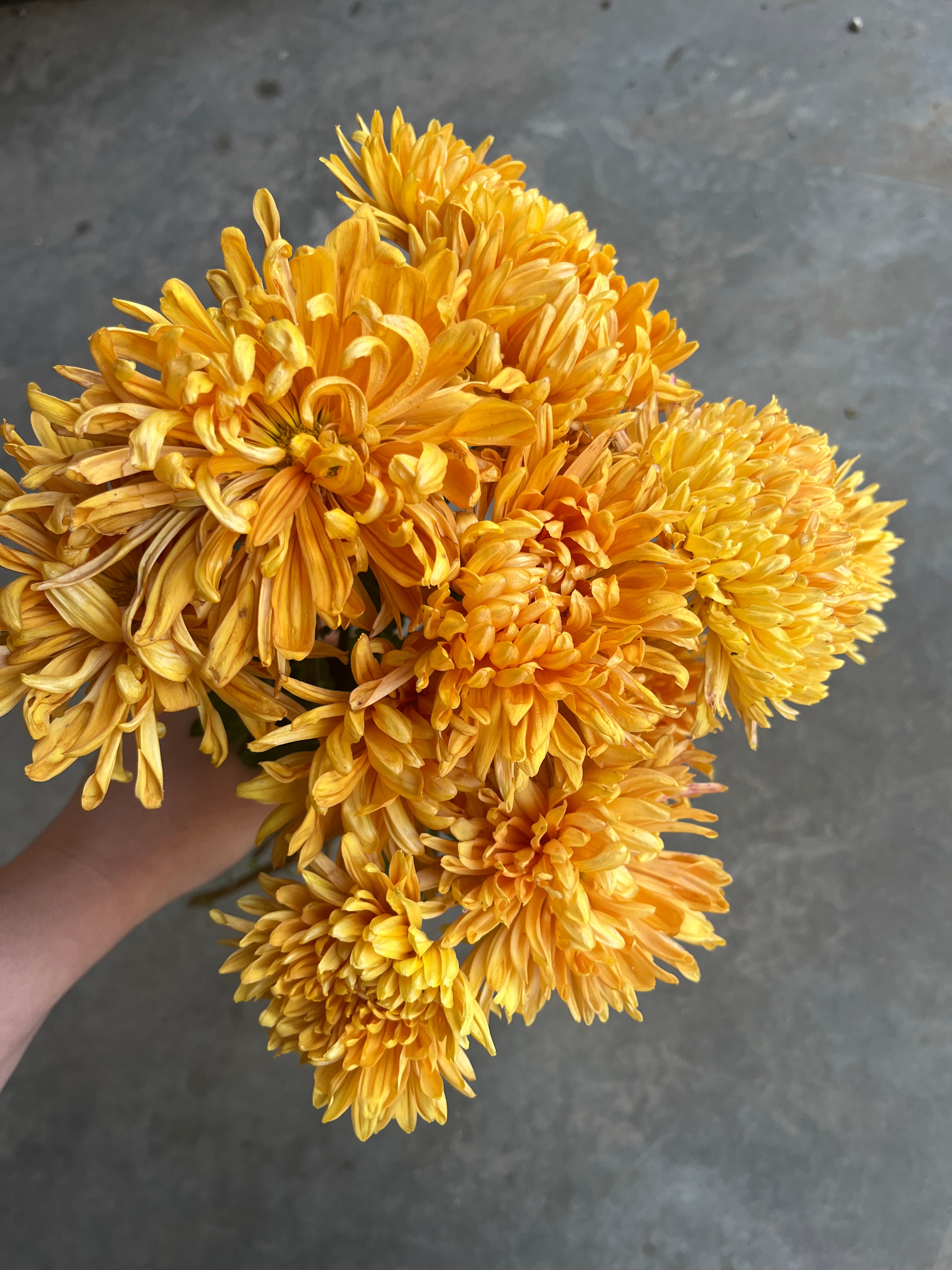 RC- Chrysanthemum 'Pumpkin Eyes' (4 pack) – Clara Joyce Flowers