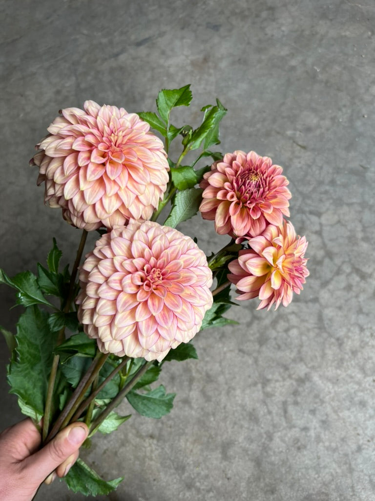 RC- Dahlia 'RM Raspberry Twinkle' (1 plant) – Clara Joyce Flowers