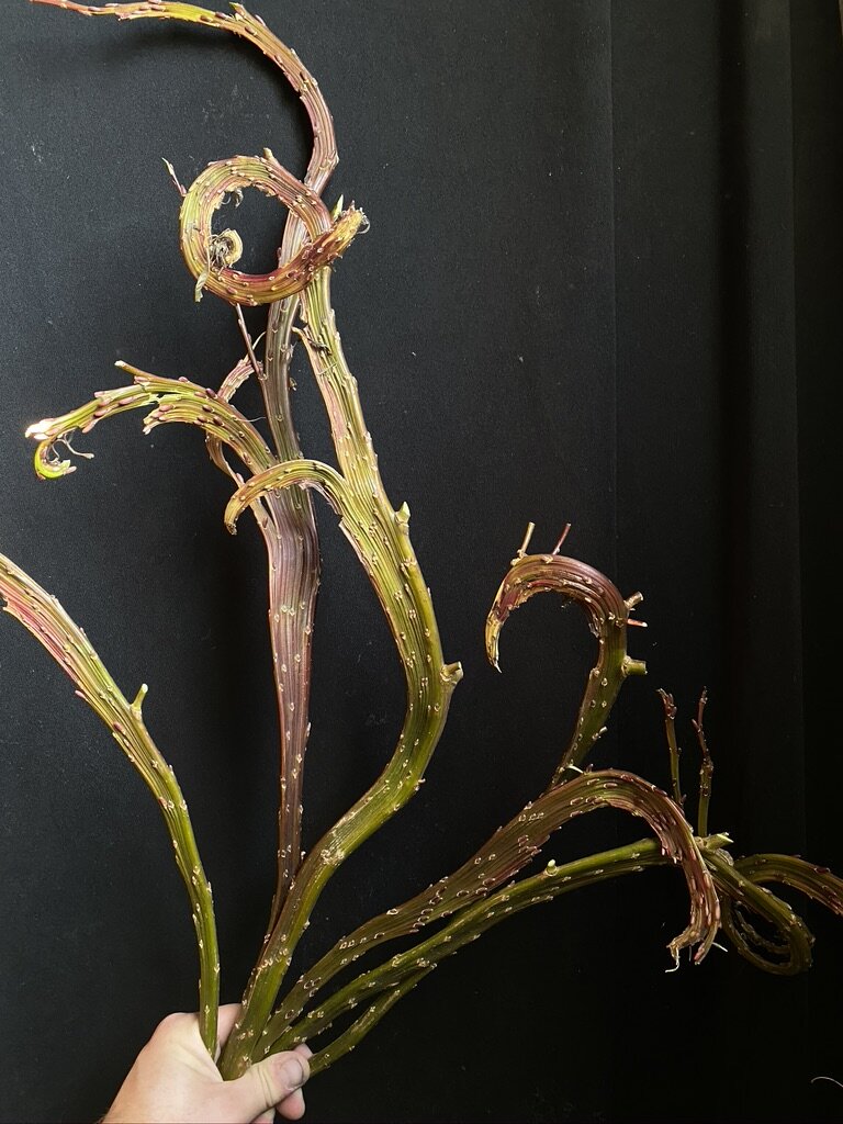 Pussywillow 'Japanese Fantail' – Clara Joyce Flowers