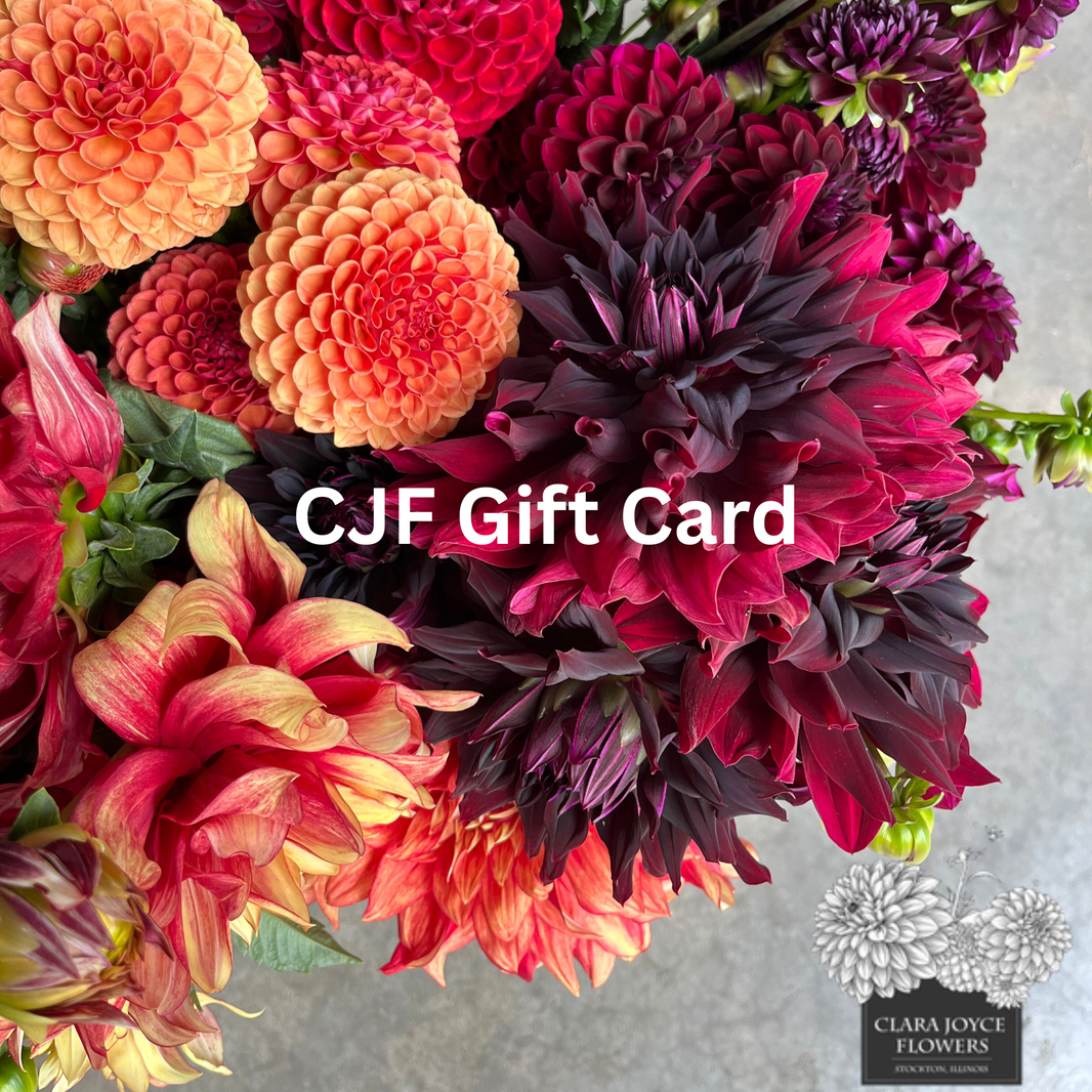 Heirloom Mum Rooted Cuttings – Clara Joyce Flowers