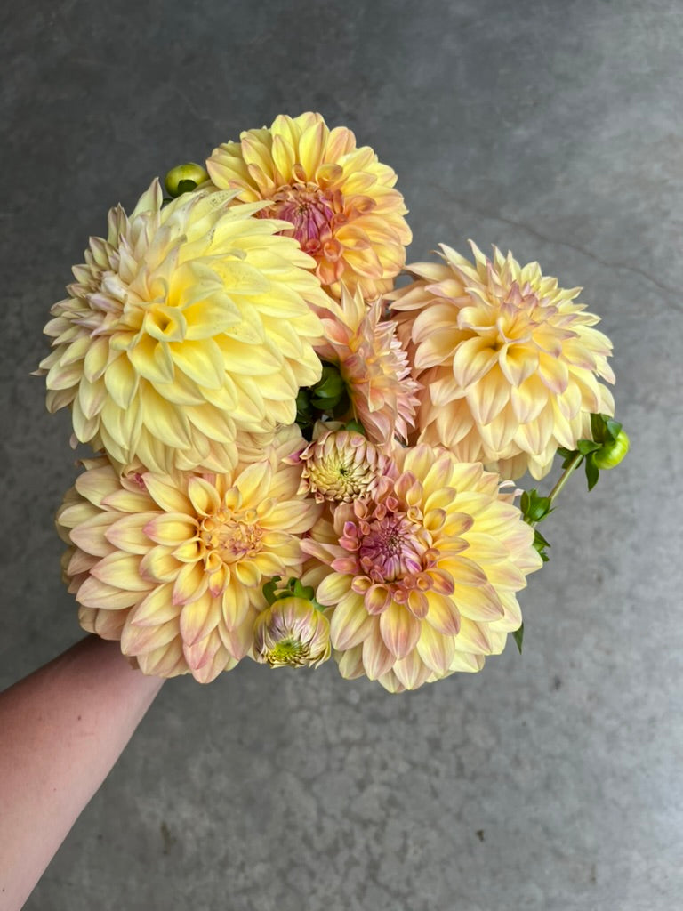 RC- Dahlia 'Miss Amara' (4 pack) – Clara Joyce Flowers