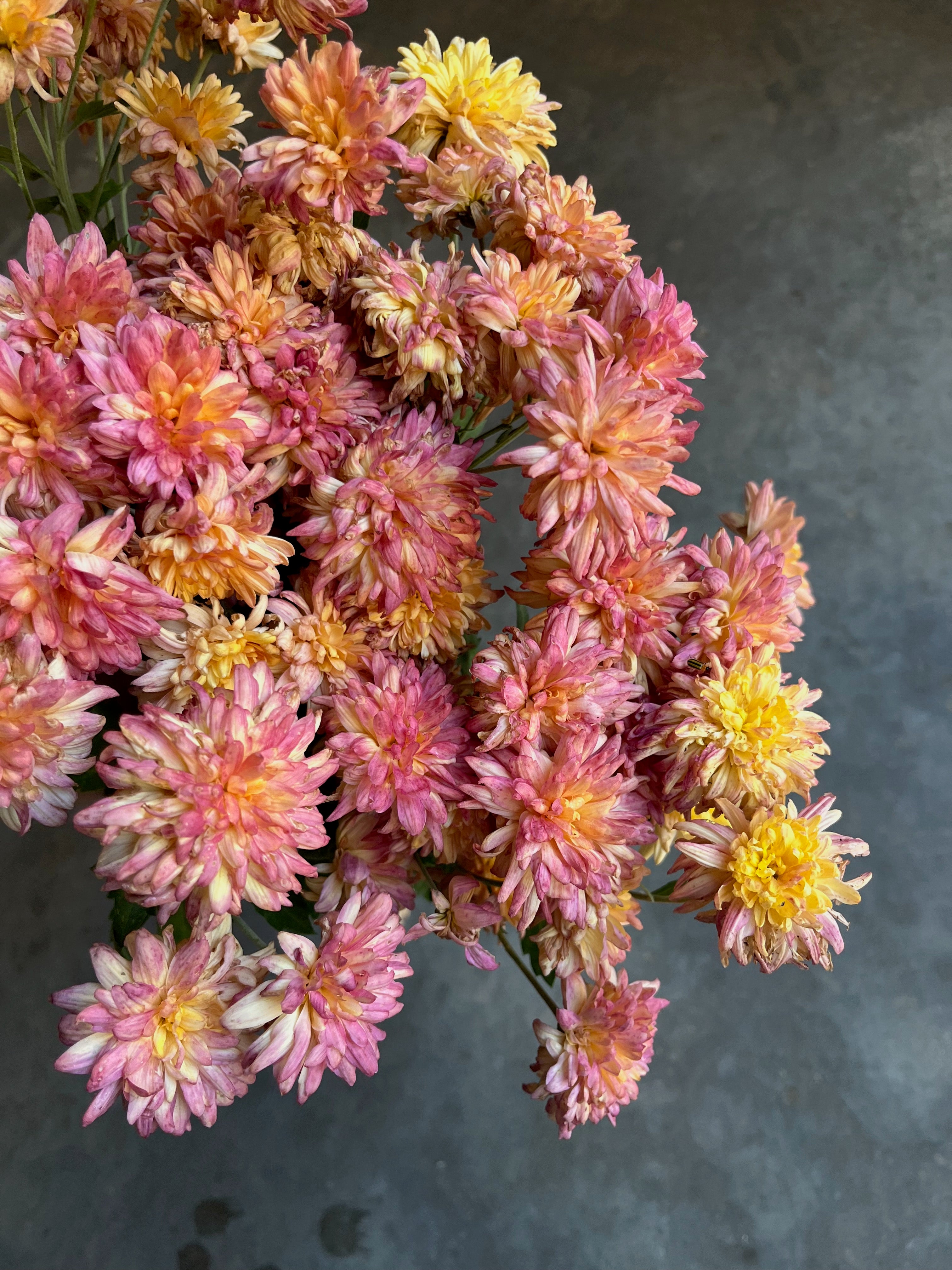 RC- Chrysanthemum 'Whippoorwill' (4 pack) – Clara Joyce Flowers