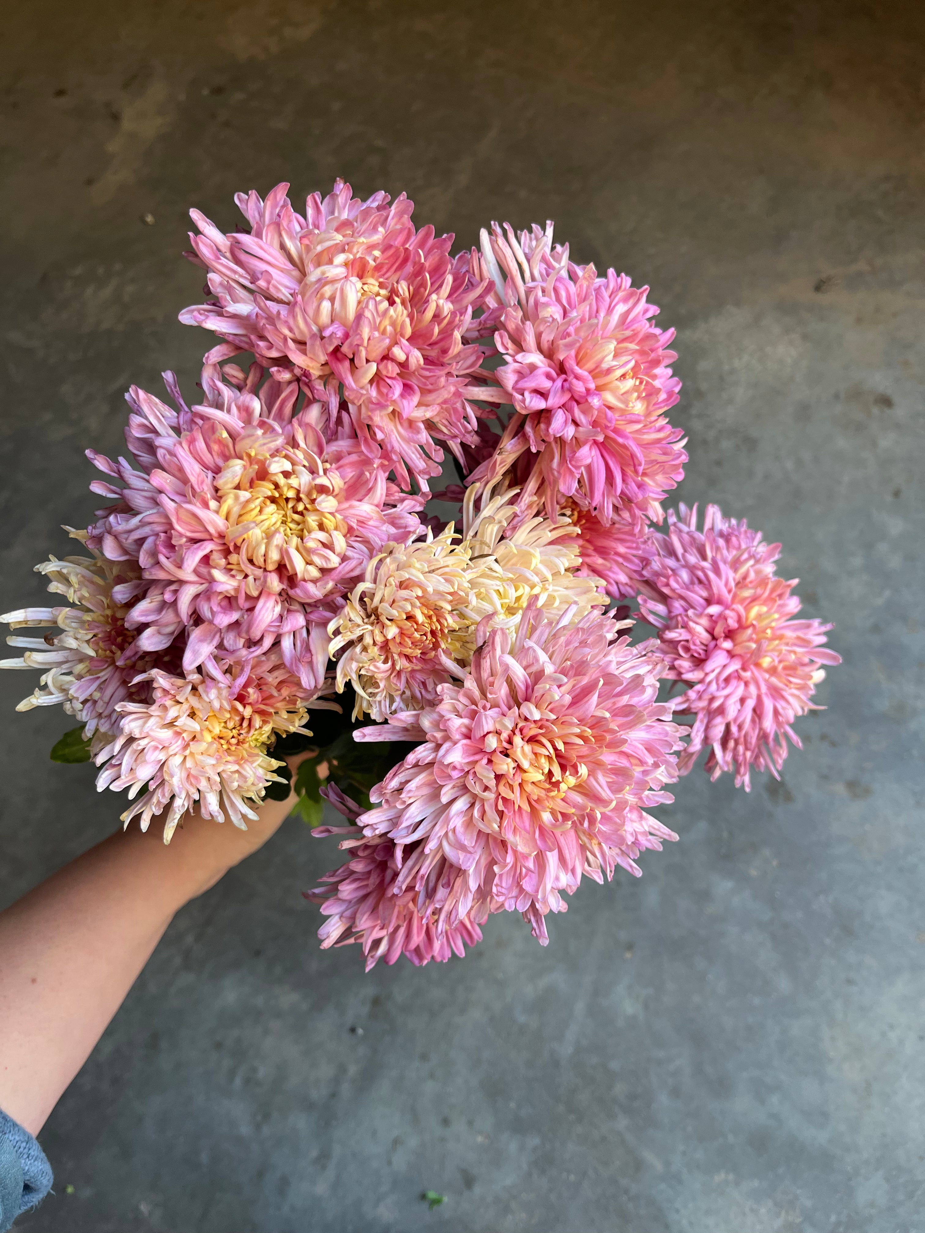 RC- Chrysanthemum 'Fancy Free' (4 pack) – Clara Joyce Flowers