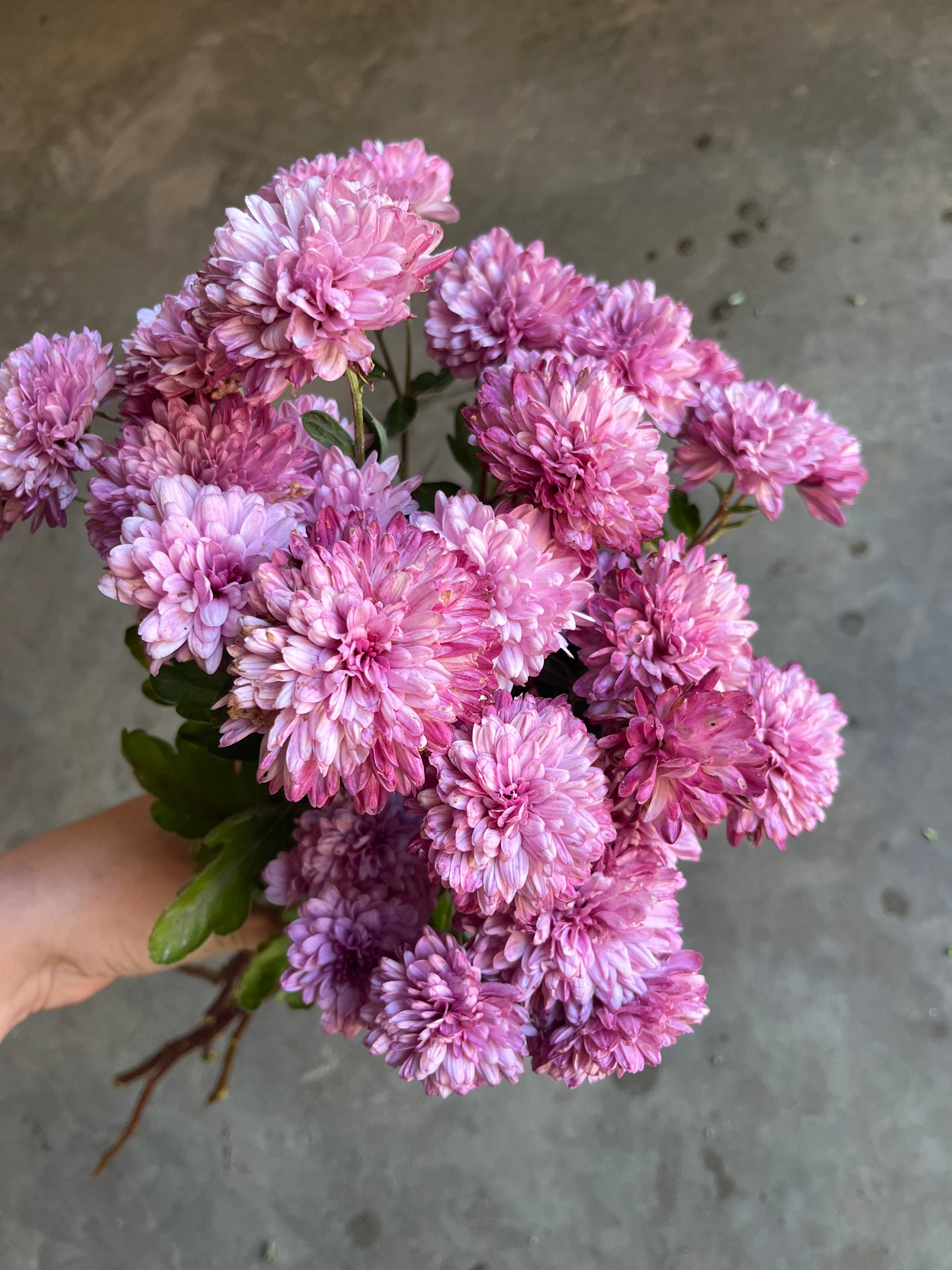 RC- Chrysanthemum 'Lav Love' (4 pack) – Clara Joyce Flowers